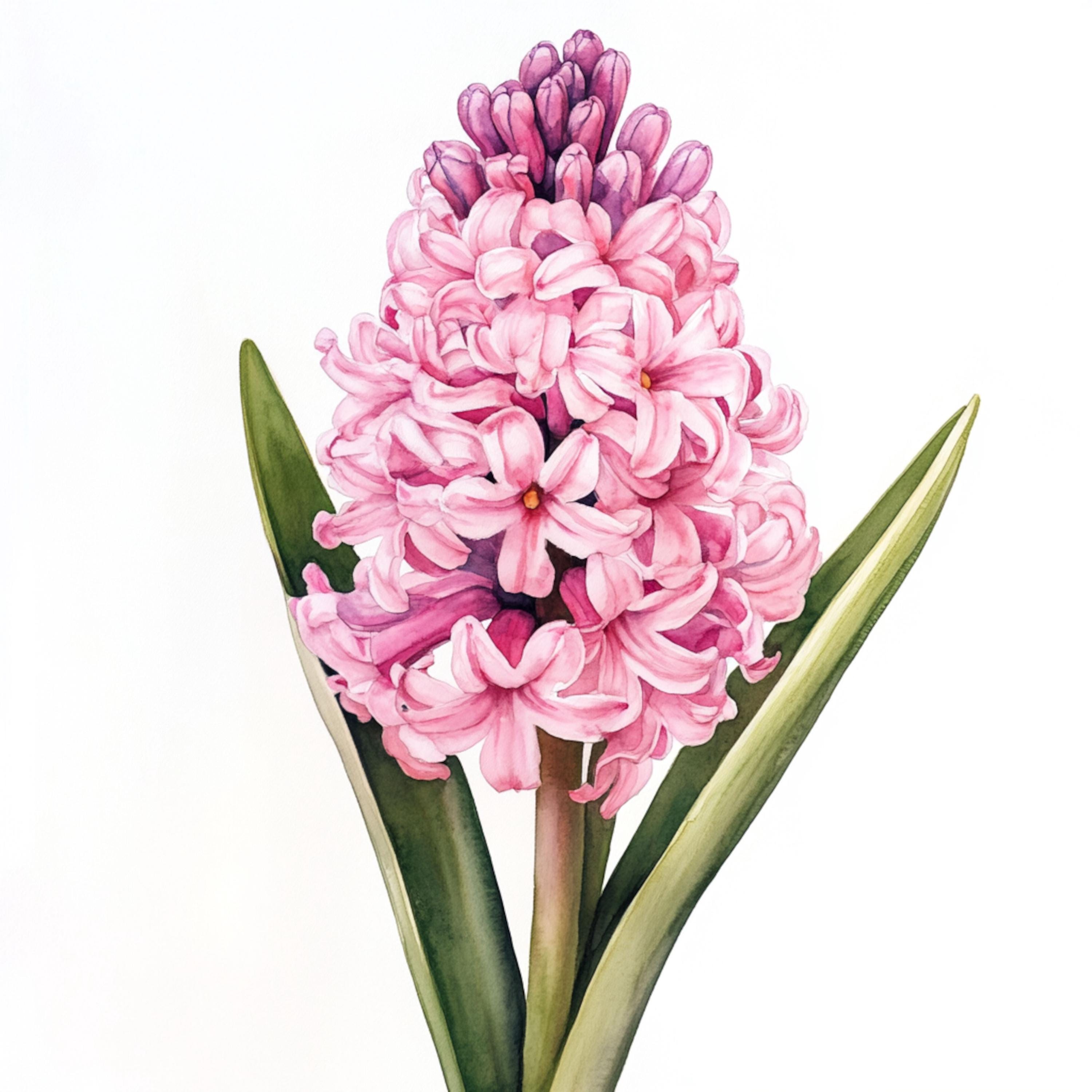 10 Printable Pink Hyacinth Flowers, Watercolor Flower, Hyacinth ...
