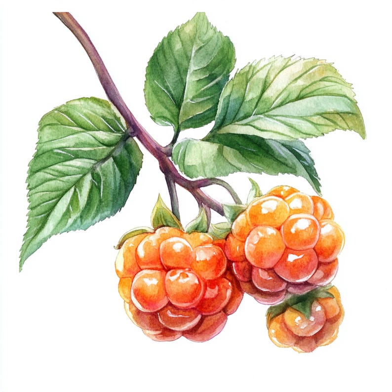 Printable Cloudberry Decor, Watercolor Cloudberry , Cloudberry Art ...