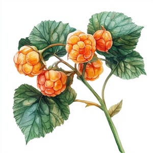 Printable Cloudberry Decor, Watercolor Cloudberry , Cloudberry Art ...