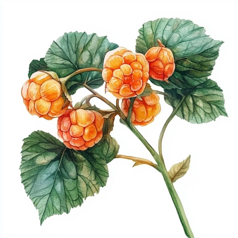 Printable Cloudberry Decor, Watercolor Cloudberry , Cloudberry Art ...