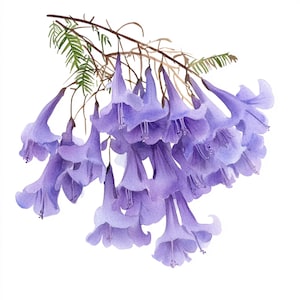 10 Printable Jacaranda, Purple Jacaranda Flower, Watercolor Clipart ...