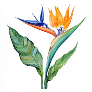 10 Printable Strelitzia, Orange Flower, Bird of Paradise Flower Gift ...