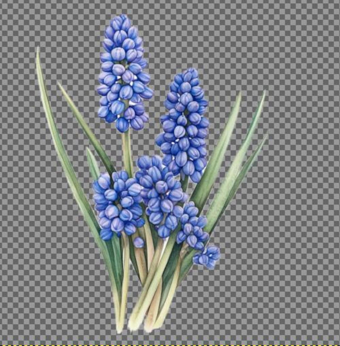 10 Pngs, Printable Muscari Flowers Decor, Muscari Watercolor Images ...