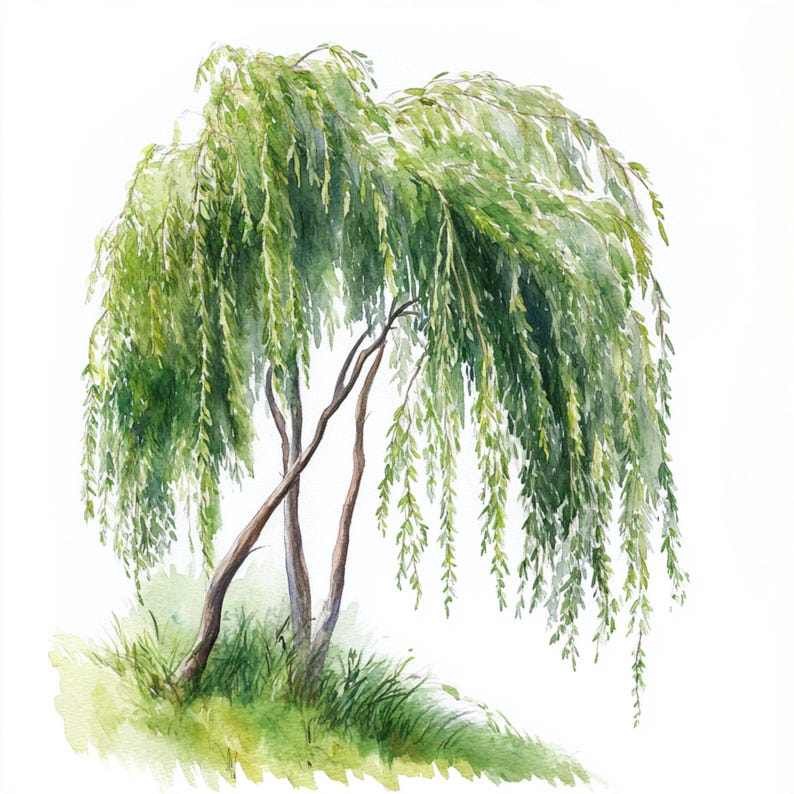 Weidenbaum, Aquarell Weidenbaum, 10 Bilder, Weiden Baumkunst ...