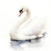 10 Printable Swan Clipart, Watercolor Swans, Cute Clipart, Wild Animal ...