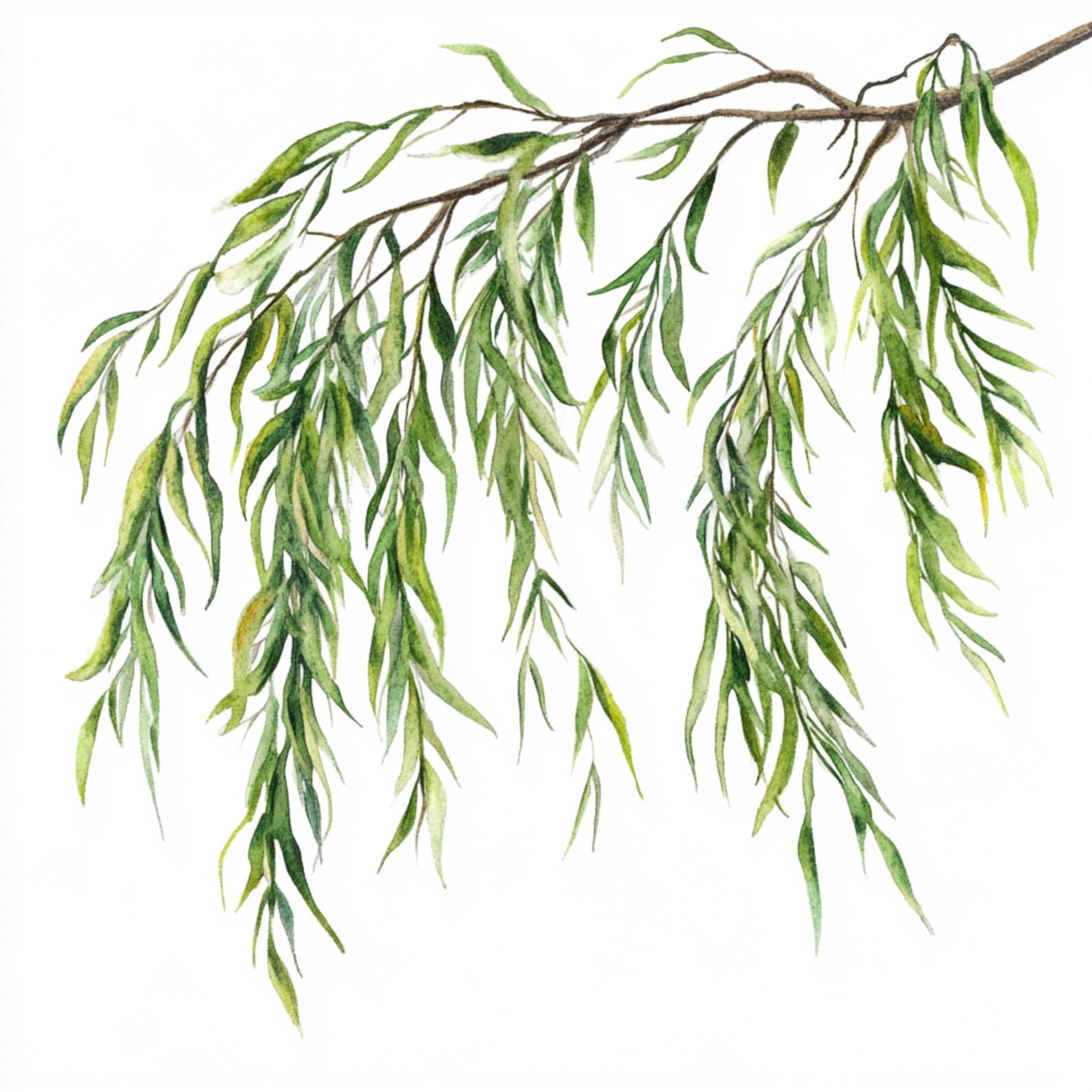 10 Printable Willow Branch, Watercolor Willow Leaves, Willow Art, Green ...