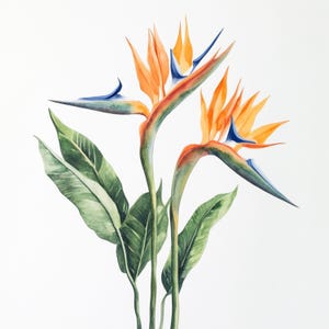 10 Printable Strelitzia, Orange Flower, Bird of Paradise Flower Gift ...