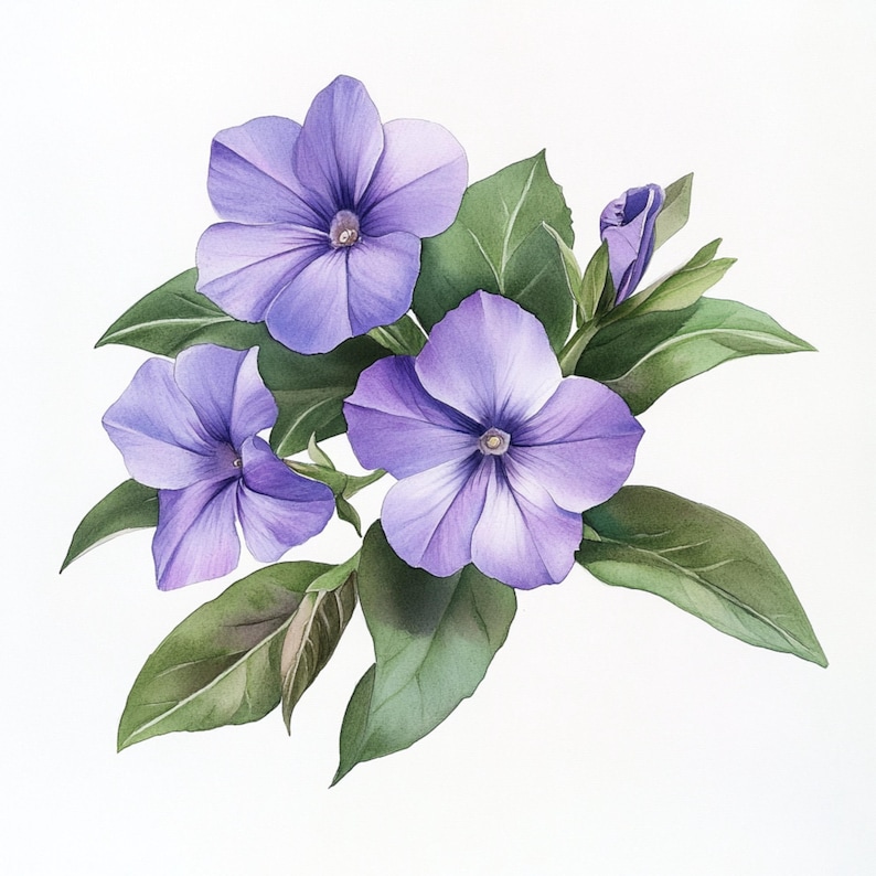 10 Printable Vinca, Watercolor Flowers, Purple Vinca Botanical Clip Art ...