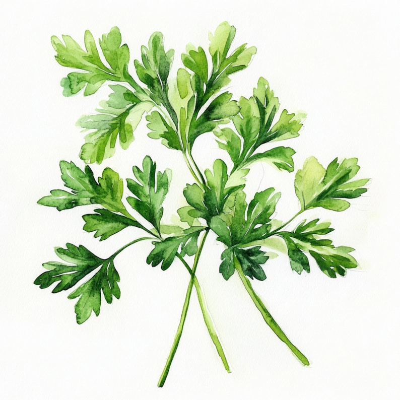 Printable Parsley Art, Watercolor Parsley, Healthy Food Art Decor, 10 ...