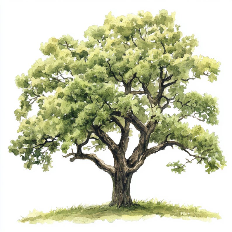 10 Printable Oak Trees, Botanical Art, Green Tree Decor, Oak Trees Art ...