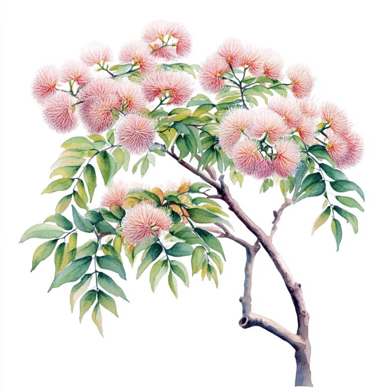 10 Printable Mimosa Tree, Watercolor Blossom Mimosa, Persian Silk Tree ...
