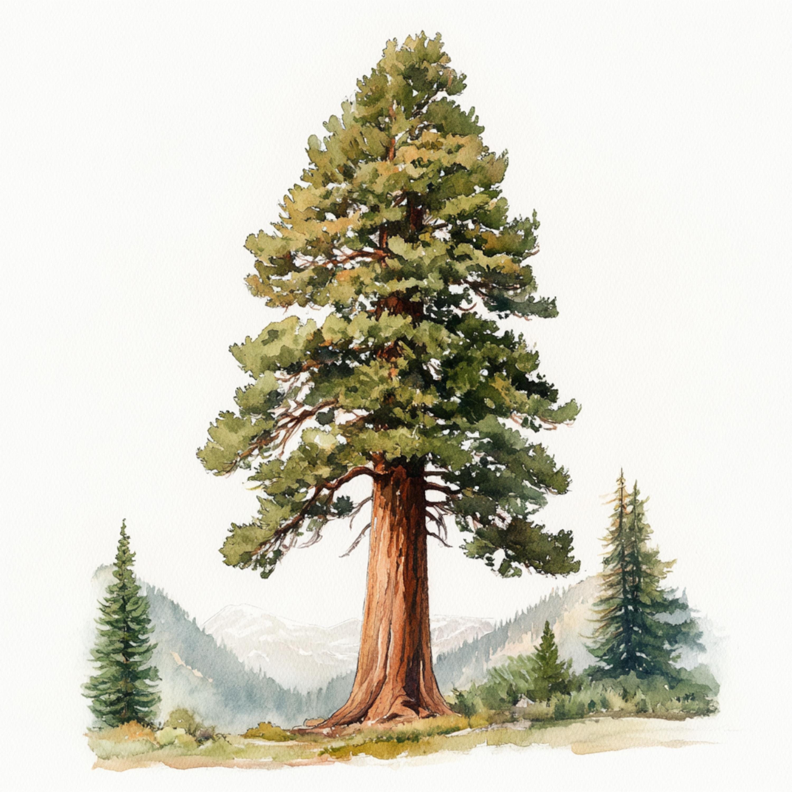 10 Printable Sequoia Tree, Watercolor Tree, Sequoia Tree Art, Green ...