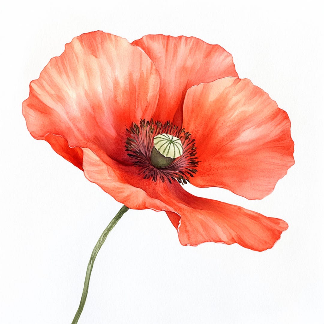 Printable Red Poppy Art, Watercolor Red Poppy, Poppies Botanical Art ...
