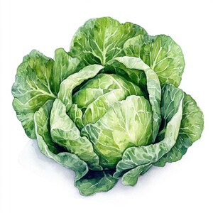 Printable Cabbage Decor, Watercolor Images, Cabbages Art, 10 Clip Art ...