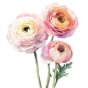 10 Printable Pink Ranunculus Flower Decor, Watercolor Ranunculus ...
