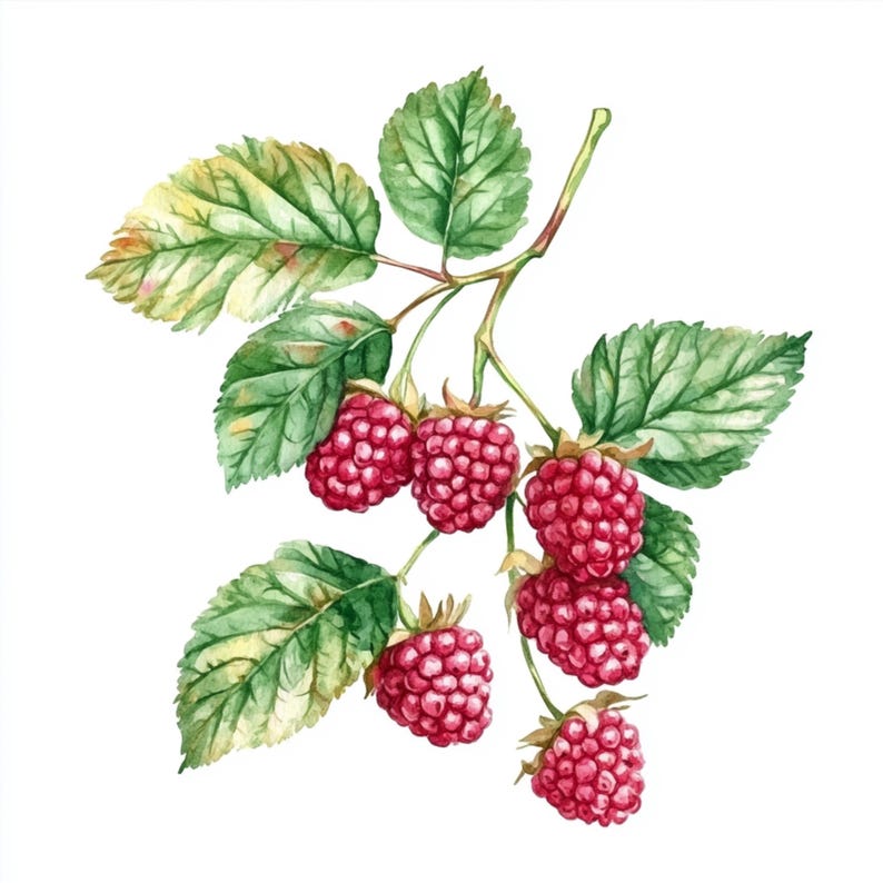 10 Printable Raspberry Decor, Watercolor Raspberry Branch, Raspberry ...