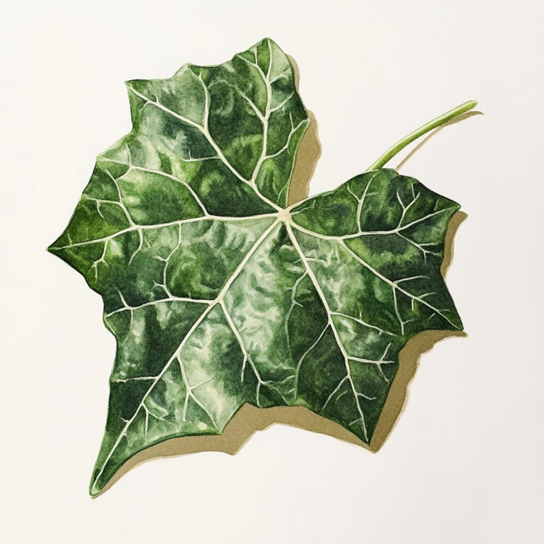 Printable Ivy Leaf Decor, Watercolor 10 Images, Ivy Botanical Art ...
