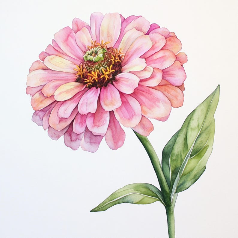 10 Printable Zinnia Flower, Pink Flower, Zinnia Gift Art, Watercolor ...