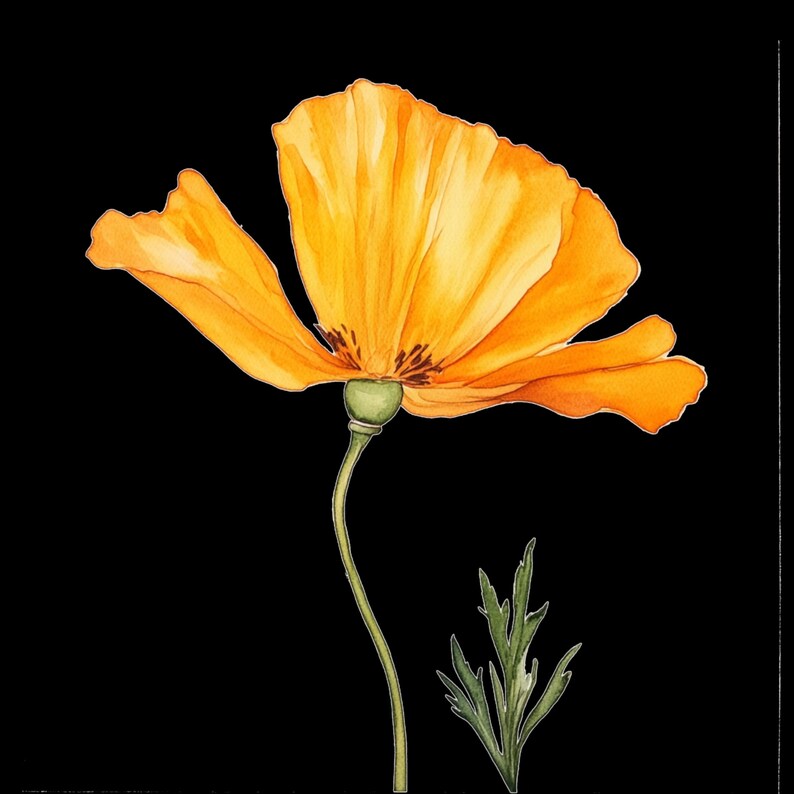 10 Pngs Printable California Poppy Decor, Watercolor Images, Orange ...