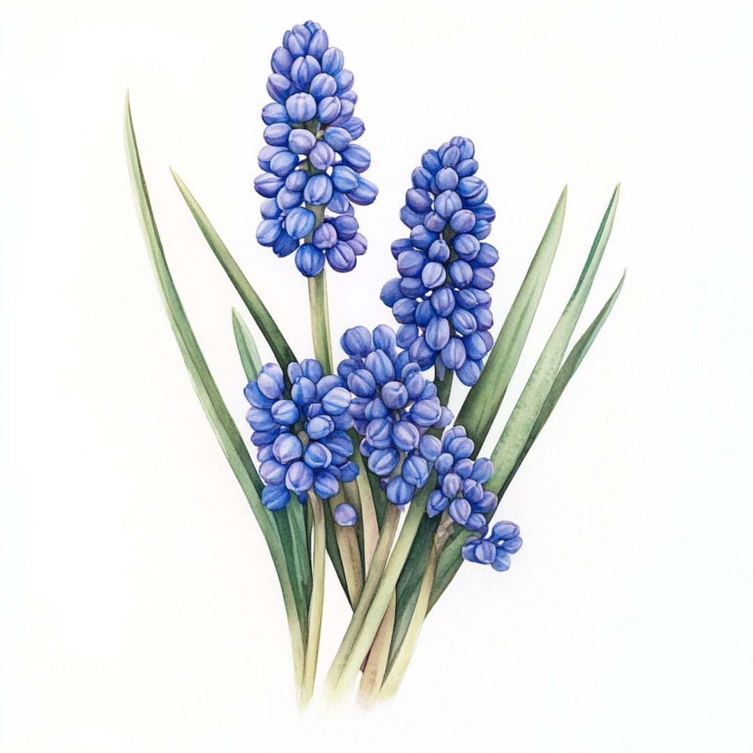 10 Printable Muscari Flowers Decor, Muscari Watercolor Images, Spring ...