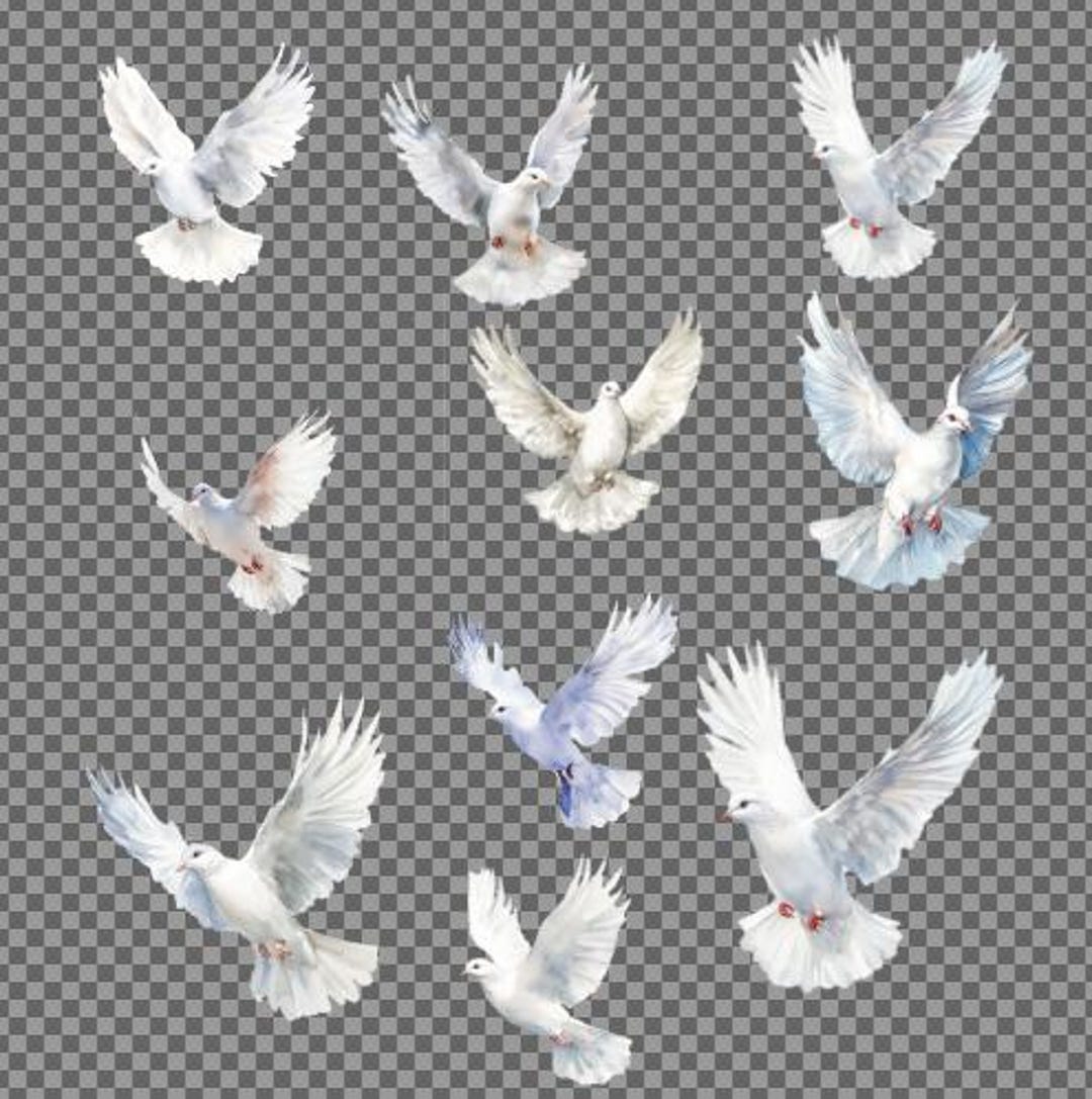 10 Printable White Dove, Peace Dove, Transparent Backgroung Clipart ...