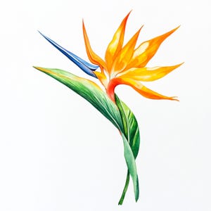 10 Printable Strelitzia, Orange Flower, Bird of Paradise Flower Gift ...