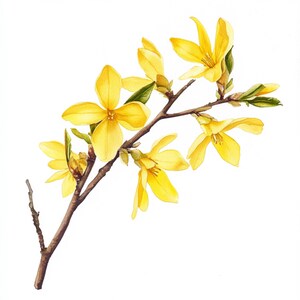 Printable Forsythia Blossom Branch Decor, Forsythia Watercolor Images ...