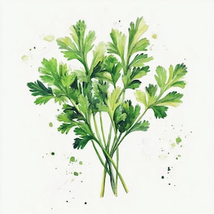 Printable Parsley Art, Watercolor Parsley, Healthy Food Art Decor, 10 ...