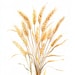 10 Printable Wheat Painting, Watercolor Fall Stalks, Botanical Barley ...