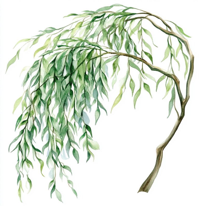 10 Printable Willow Branch, Watercolor Willow Leaves, Willow Art, Green ...