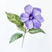 10 Printable Vinca, Watercolor Flowers, Purple Vinca Botanical Clip Art ...
