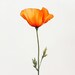 Printable California Poppy Decor, Watercolor Images, Orange Poppies ...