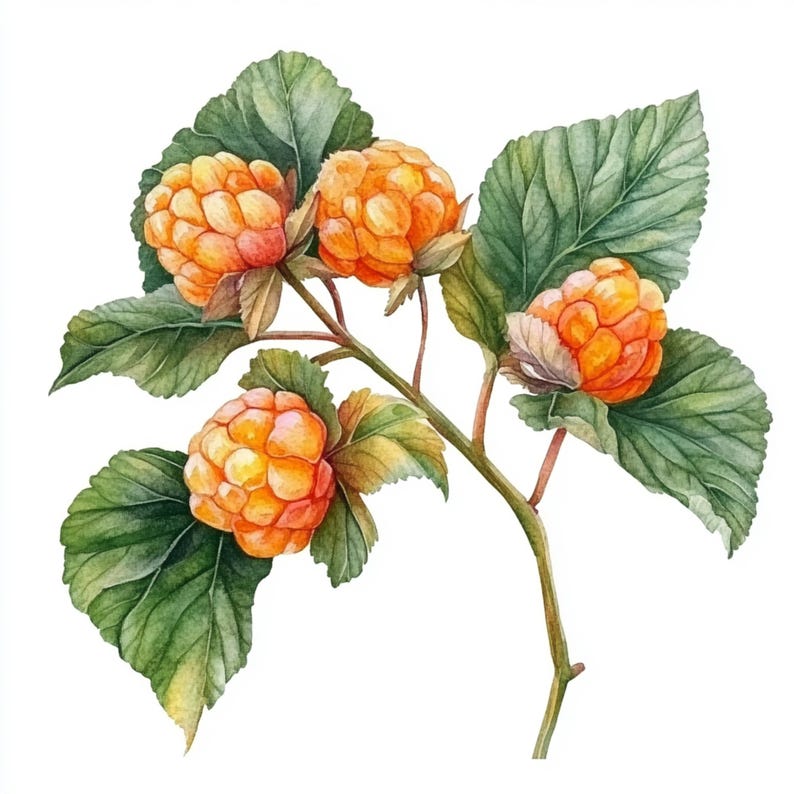 Printable Cloudberry Decor, Watercolor Cloudberry , Cloudberry Art ...