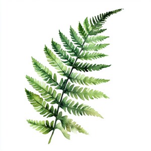 Printable Fern Leaf Decor, Watercolor Images, Fern Botanical Art, Clip ...
