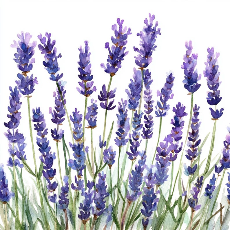 10 Printable Lavender Border, Watercolor Flower, Lavender Botanical ...