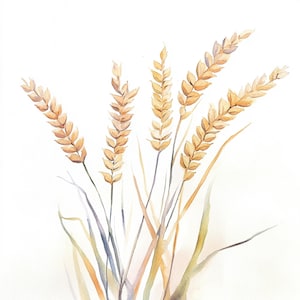 10 Printable Wheat Painting, Watercolor Fall Stalks, Botanical Barley ...