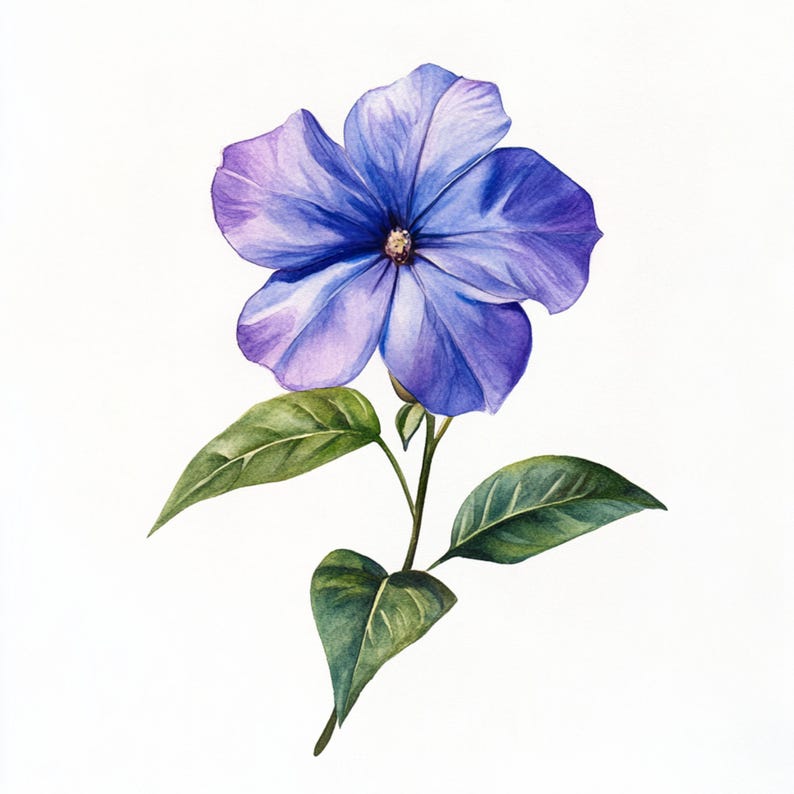 10 Printable Vinca, Watercolor Flowers, Purple Vinca Botanical Clip Art ...