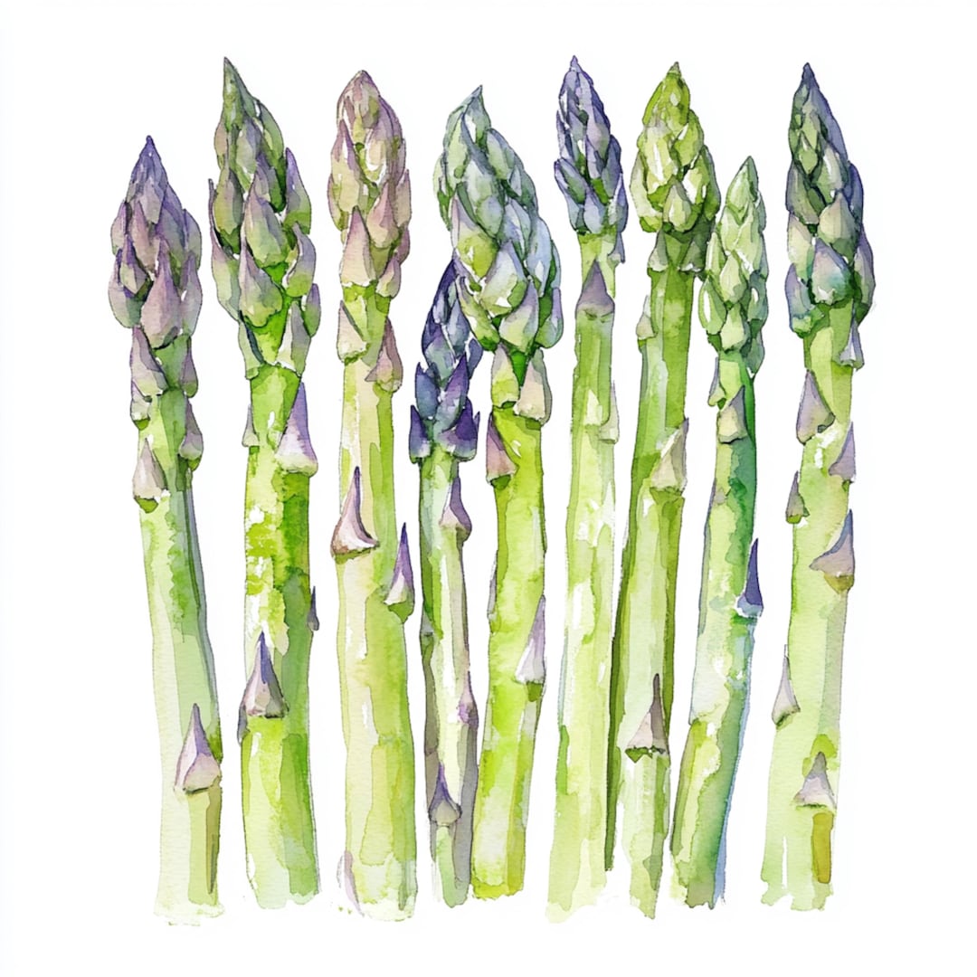 10 Printable Asparagus Art, Watercolor Asparagus, Asparagus Print ...