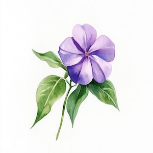 10 Printable Vinca, Watercolor Flowers, Purple Vinca Botanical Clip Art ...