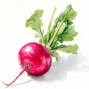 10 Printable Redish Art, Watercolor Redishes, Redish Print, Vegetable ...