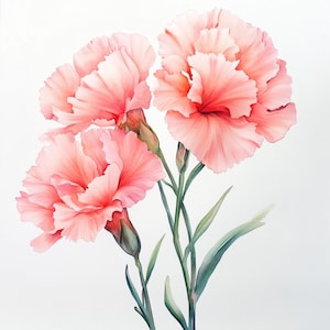 10 Printable Carnations Art, Watercolor Carnations Blossom, Botanical ...