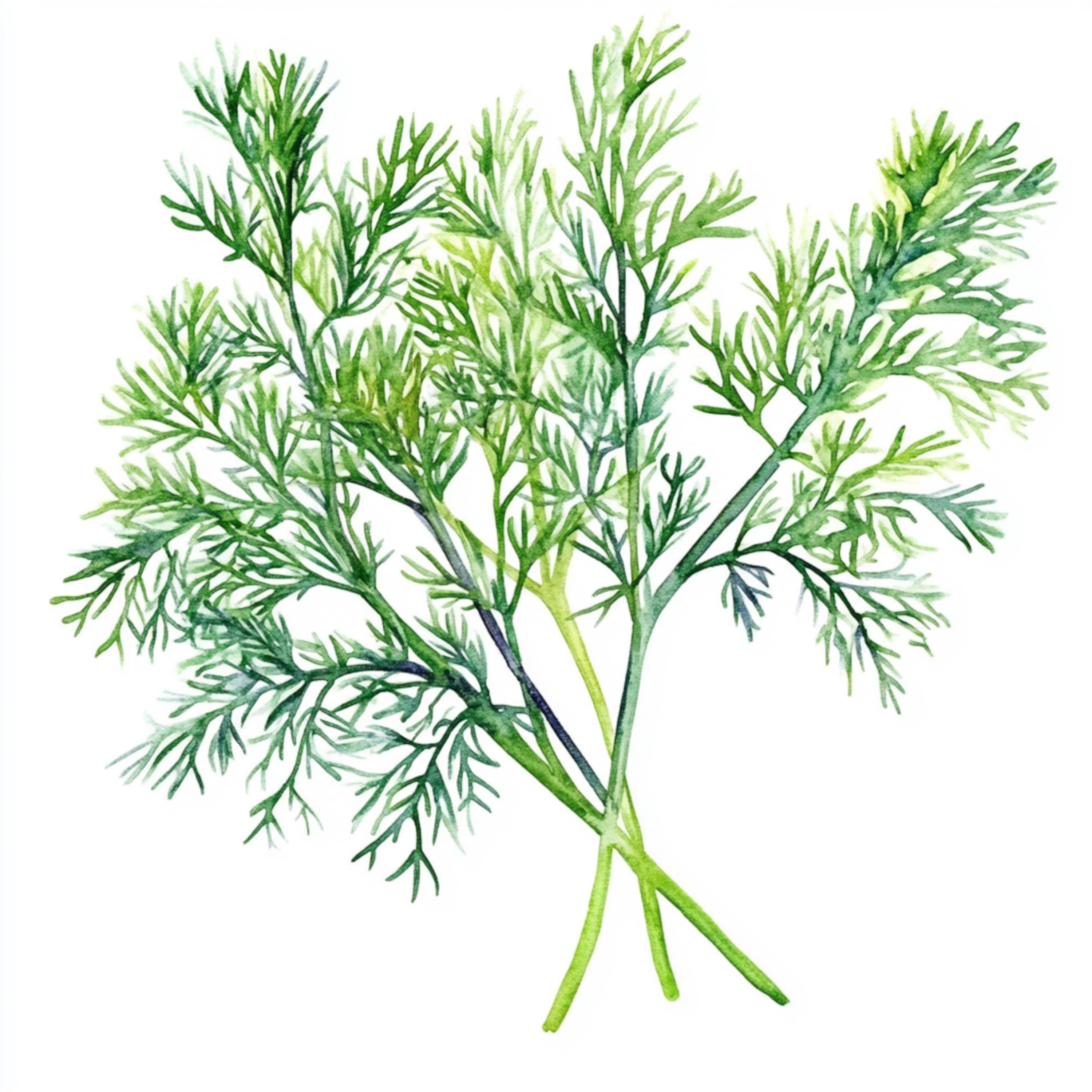 10 Printable Dill Art, Watercolor Dill, Healthy Food Art Decor, Dill ...