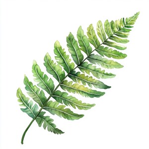 Printable Fern Leaf Decor, Watercolor Images, Fern Botanical Art, Clip ...
