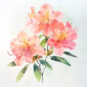 10 Printable Azaleas Watercolor, Pink Rhododendron, Watercolor Pink ...