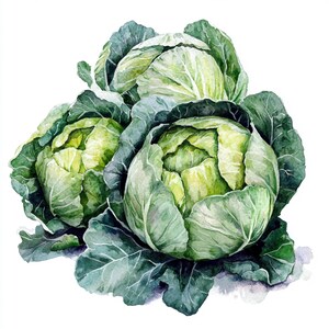 Printable Cabbage Decor, Watercolor Images, Cabbages Art, 10 Clip Art ...