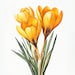 Printable Yellow Crocus Flower Decor, Crocuses Watercolor Images ...