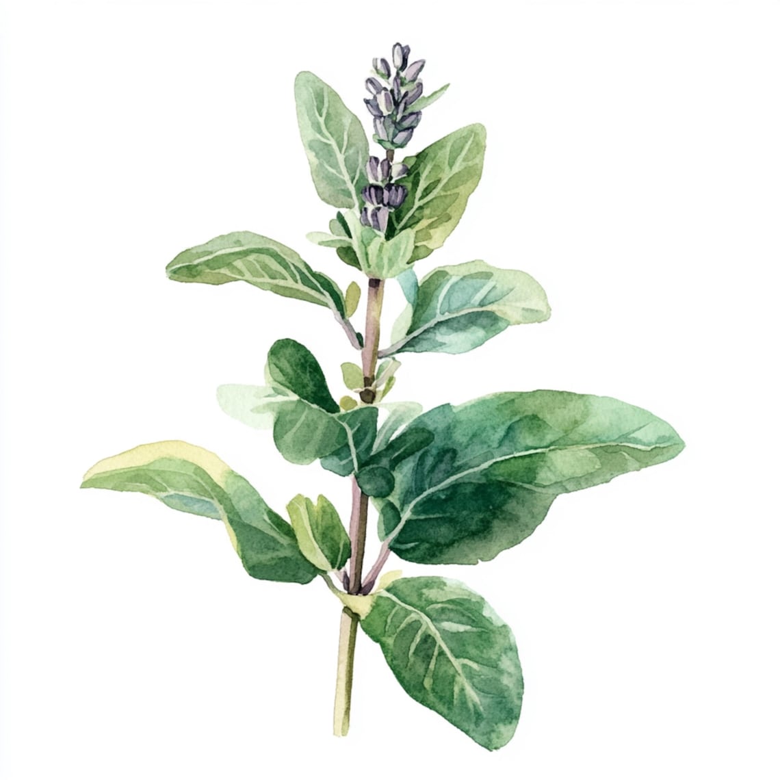 10 Printable Sage Herb, Watercolor Images, Sage Clip Art, Printable ...
