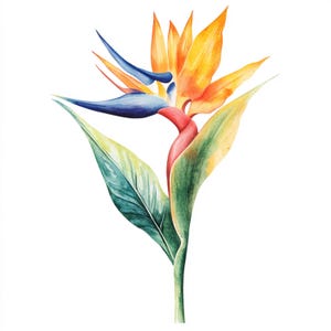 10 Printable Strelitzia, Orange Flower, Bird of Paradise Flower Gift ...