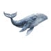 10 Printable Blue Whale Clipart, Whale Watercolor, Nautical Clip Art ...