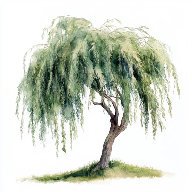 Weidenbaum, Aquarell Weidenbaum, 10 Bilder, Weiden Baumkunst ...